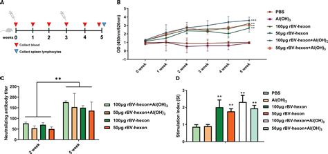 Frontiers Human Adenovirus Type 7 Subunit Vaccine Induces Dendritic