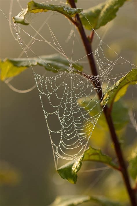 Cobweb Spider Dew Drip Drop Of Water Dewdrop Nature Web