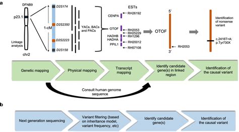 A Comparison Of Traditional Positional Cloning And Ngs Approaches To