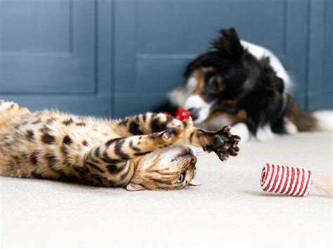 Видове домашни любимци Нашите съвети Purina