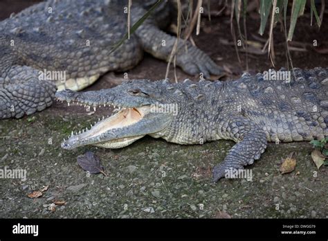 American Crocodile Crocodylus Acutus Open Jaws Ectothermic Stock