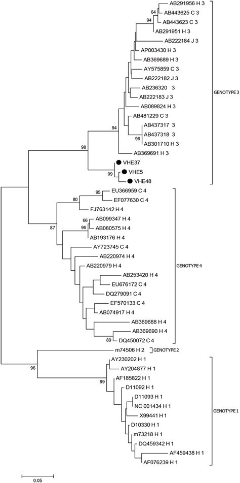 Phylogenetic Analysis Of Hev Strains Phylogenetic Tree Of Partial Orf1
