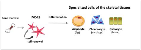 Mesenchymal Stem Cells The Other Bone Marrow Stem Cells