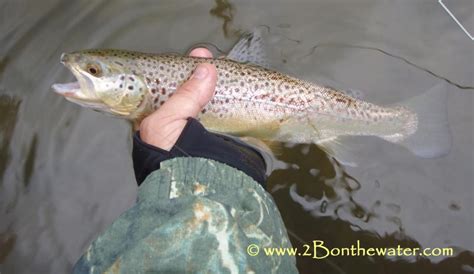 2bonthewater guide service 2011 apologizing for the mis typed words