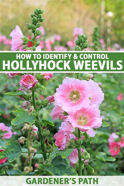 How To Identify And Control Hollyhock Weevils Amazing Home Gardening