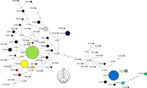 Median Joining Network Is Based On The Concatenated Mtdna Genes