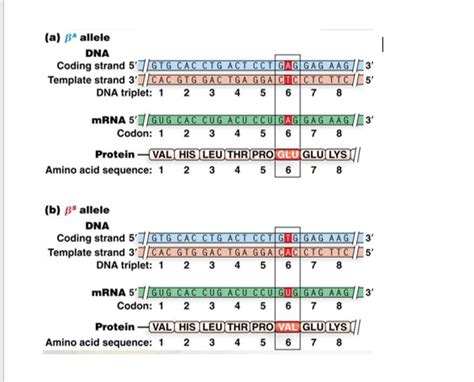Solved A β Allele Dna Coding Strand 51 Template Strand 3t