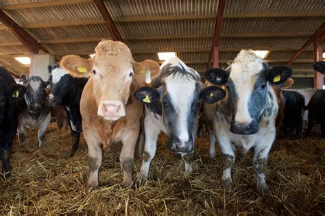 Actisaf For Beef Cattle Phileo Uk And Ireland