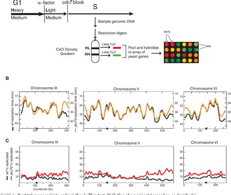 Regulation Of Telomerase Activity Semantic Scholar