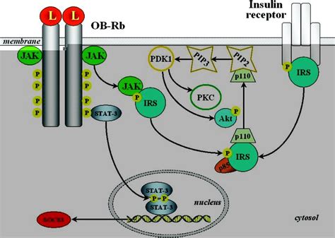 Cross Talk Between Leptin Signaling And Insulin Induced Pathways