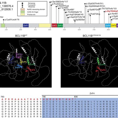 The Pathogenic Variant Of Bcl11b And The In Silico Prediction Results