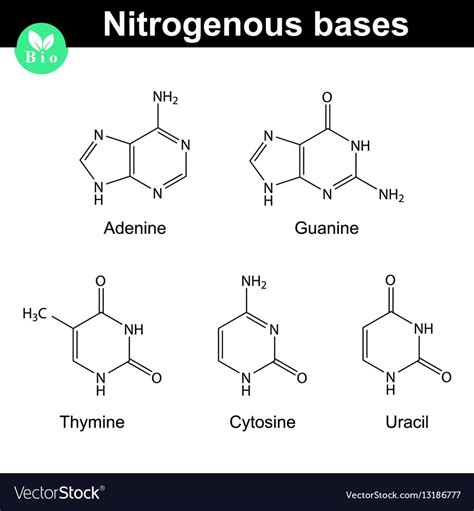 Shortcut To Identify Nitrogenous Bases Cytosine And Co R Mcat