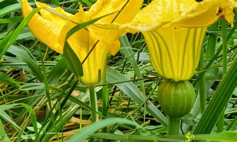 How To Hand Pollinate Pumpkin Flowers The Permaculture Research Institute
