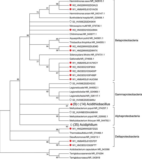 Maximum Likelihood Phylogeny Of Dominant 1 Bacterial Operational