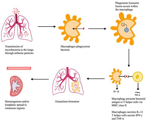 Pathogens Free Full Text Cutaneous Manifestations Of Mycobacterium