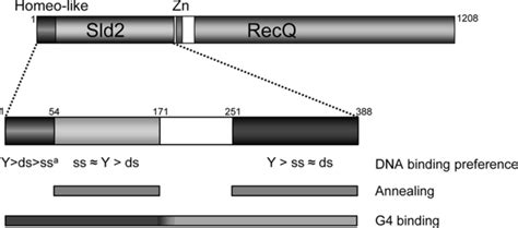 Schematic Representation Of The Presumptive Functional N Terminal