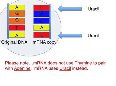 Dna To Rna To Proteins