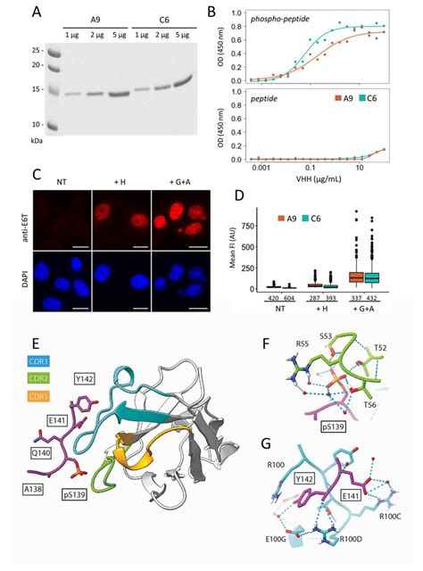 Biochemical And Structural Analysis Of The Selected Nanobodies A