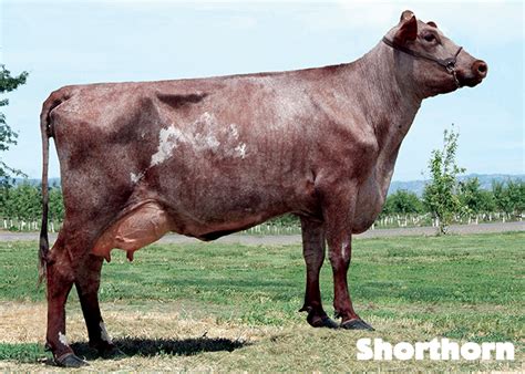 Name That Cow The 6 Great Dairy Breeds Dairy Discovery Zone