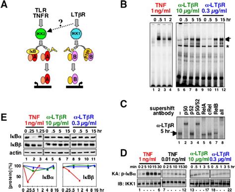 A Fourth Iκb Protein Within The Nf κb Signaling Module Cell