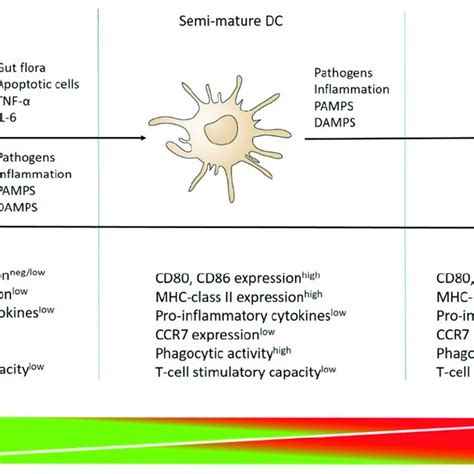 Phenotypic Markers Of Dendritic Cell Subsets Download Scientific Diagram