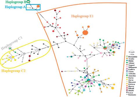 Median Joining Network Of Ethiopian Mtdna Haplotypes Download