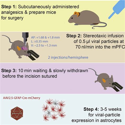 Step Protocol Of Surgical Procedure For Introducing Aavs Into Mpfc Of
