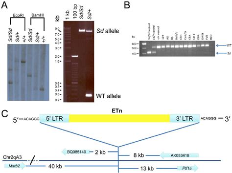 Confirmation And Mapping Of The Sd Mutation A Southern Analysis And