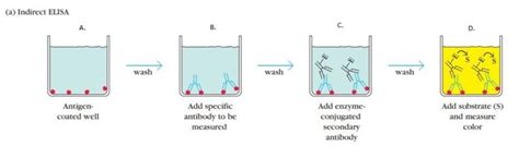 Elisa Principle Types Uses Advantages And Disadvantages