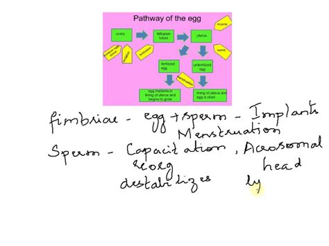 Solved Create A Flowchart Summarizing The Pathway Of A Sperm From The