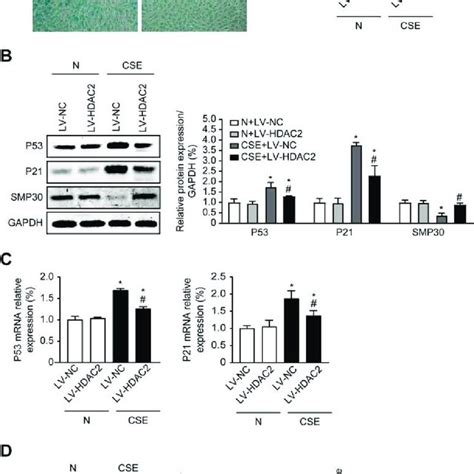 The Rb E2f Pathway A Series Of Regulatory Interactions Involved In