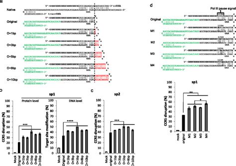 knockout efficiency can be increased by extending the duplex and