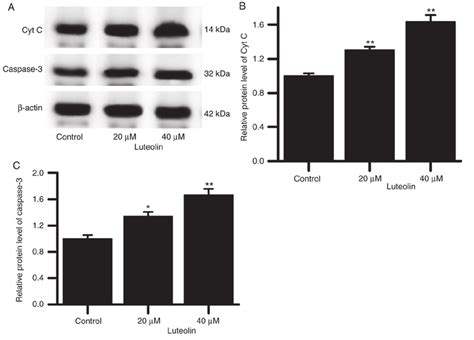 Western Blot Analysis Of Cyt C And Caspase 3 Protein Expression In Ht29