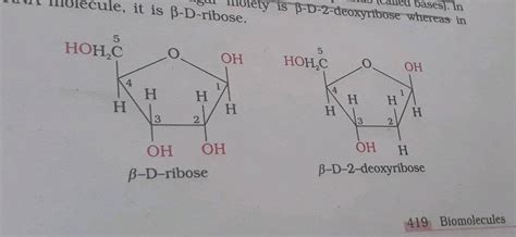 Ribose Vs Deoxyribose
