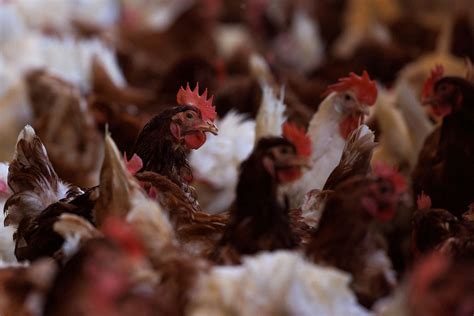 What To Know About The Deadliest Bird Flu Outbreak In History Abc News