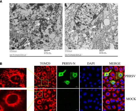 Frontiers Cgas Restricts Prrsv Replication By Sensing The Mtdna To