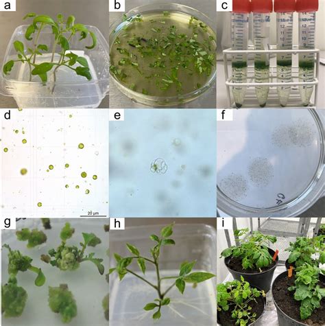 Protoplast Isolation And Regeneration From Tomato S Lycopersicum Cv
