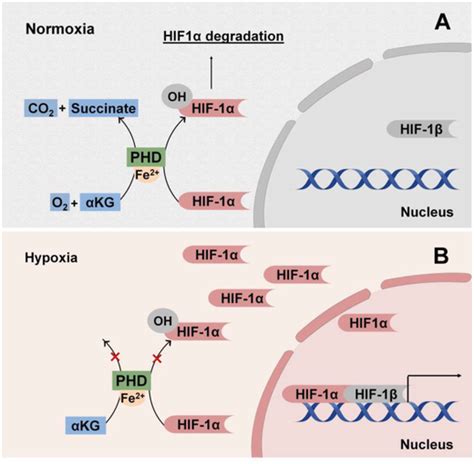 Oxygen‐dependent Regulation Of Hypoxia‐induced Factor Hif Signaling
