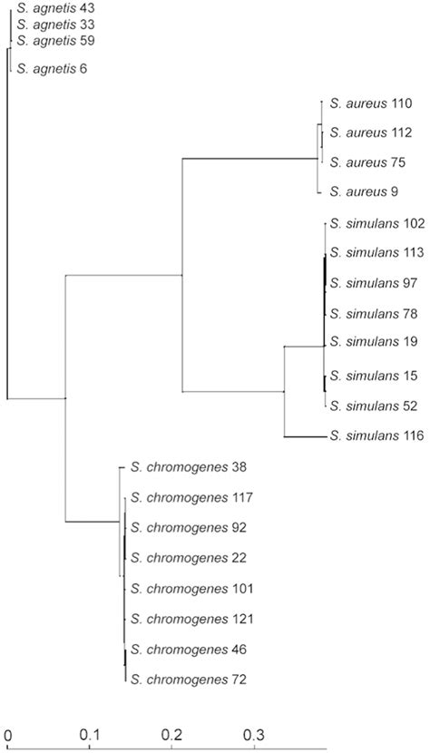 Phylogenetic Tree Based On The Core Genomes Of The Four Staphylococcus
