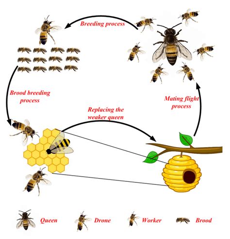 Pollination Process For Bees