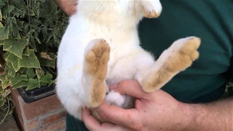 Determining The Gender Of A Male Rabbit Youtube