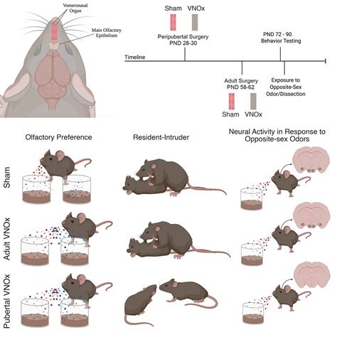 Frontiers Puberty Is A Critical Period For Vomeronasal Organ
