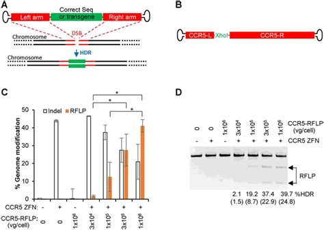 Combination Of Zfn Mrna And Aav6 Vectors Promotes High Levels Of Gene