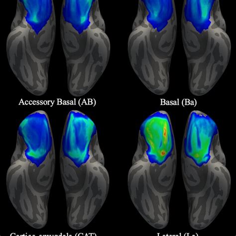 Rank Order Of Orbitofrontal Cortex Ofc Connectivity With Each