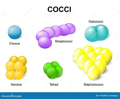 Coccus Bacteria Diagram