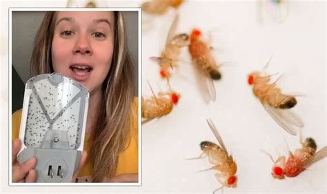 How To Get Rid Of Fruit Flies Woman Swears By Ingenious Device To