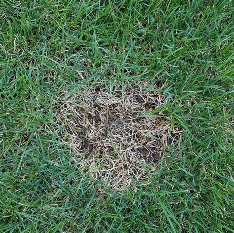How To Identify And Treat Different Types Of Lawn Disease