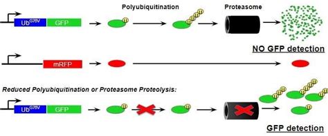 Schematic Representation Of Ubiquitin Proteasome System Ups Activity