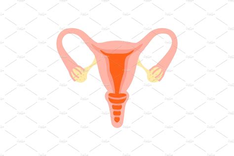 Female Reproductive System Diagram Color