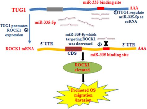 Long Non‐coding Rna Tug1 Promotes Migration And Invasion By Acting As A
